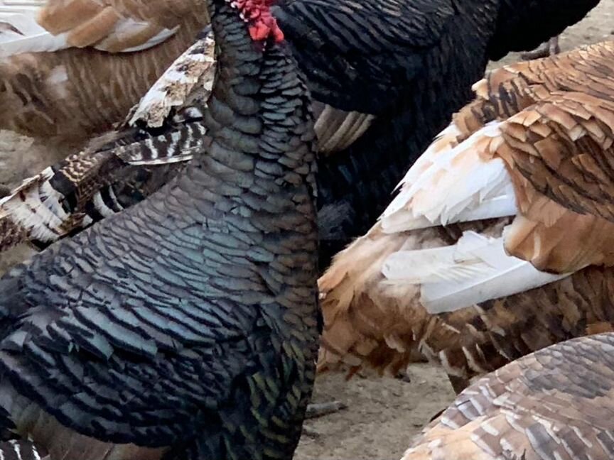 Индюки домашние