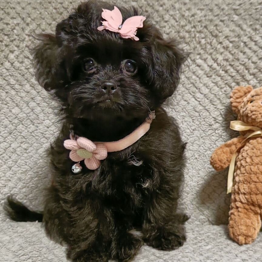 Мальтипу горький шоколад