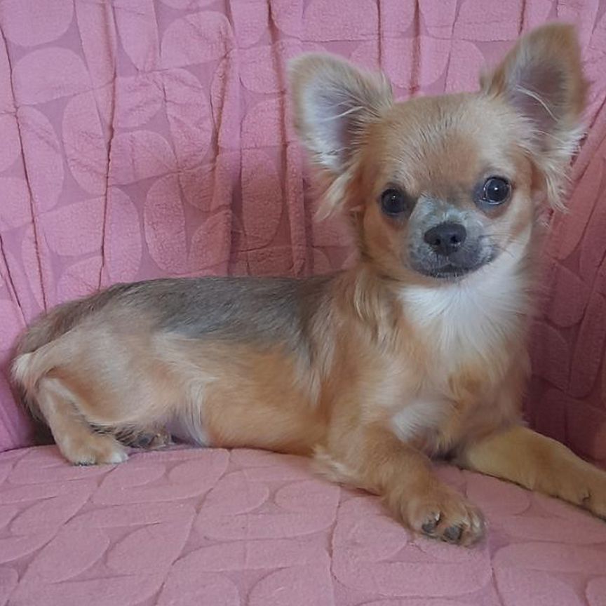 Чихуахуа, щенок