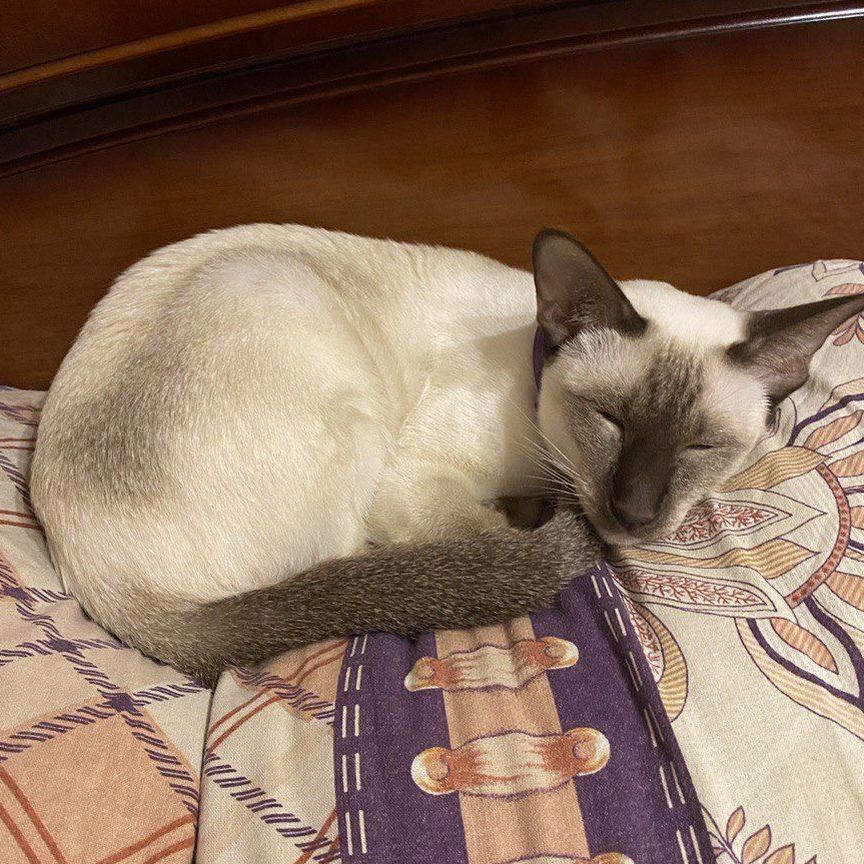 Ориентальная кошка в добрые руки