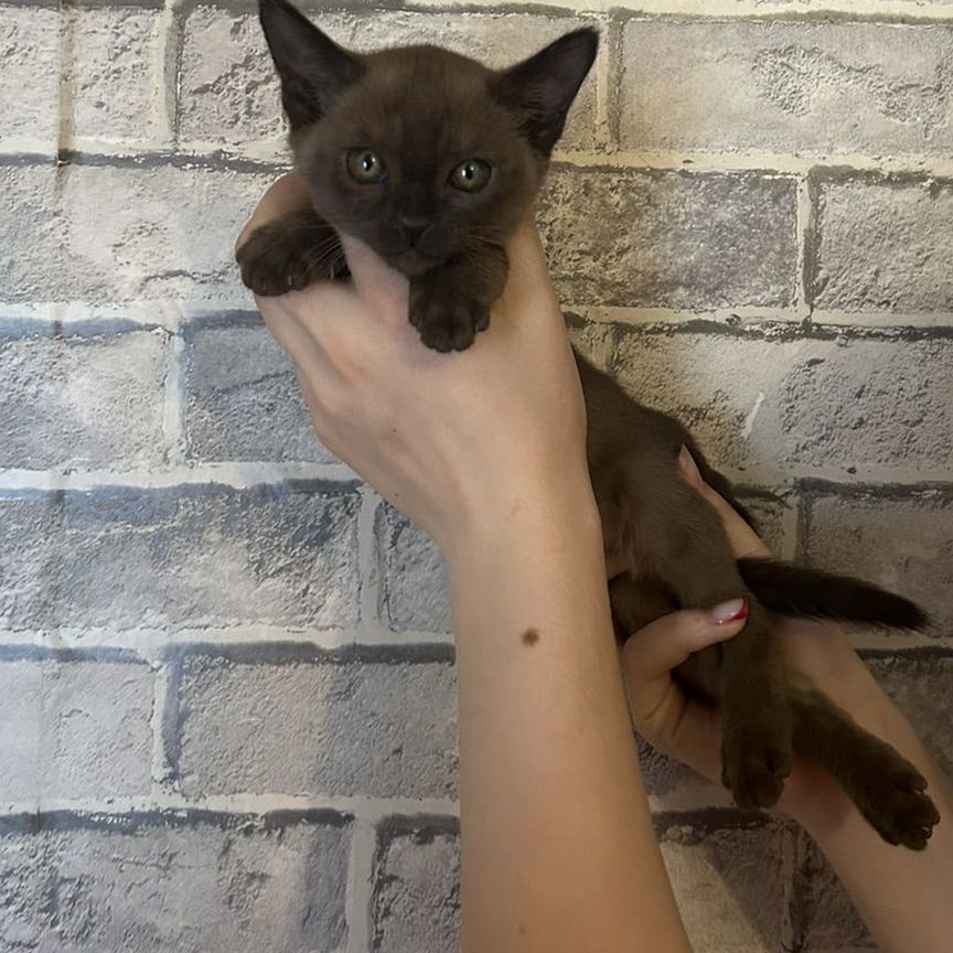 Бурманские котята соболь
