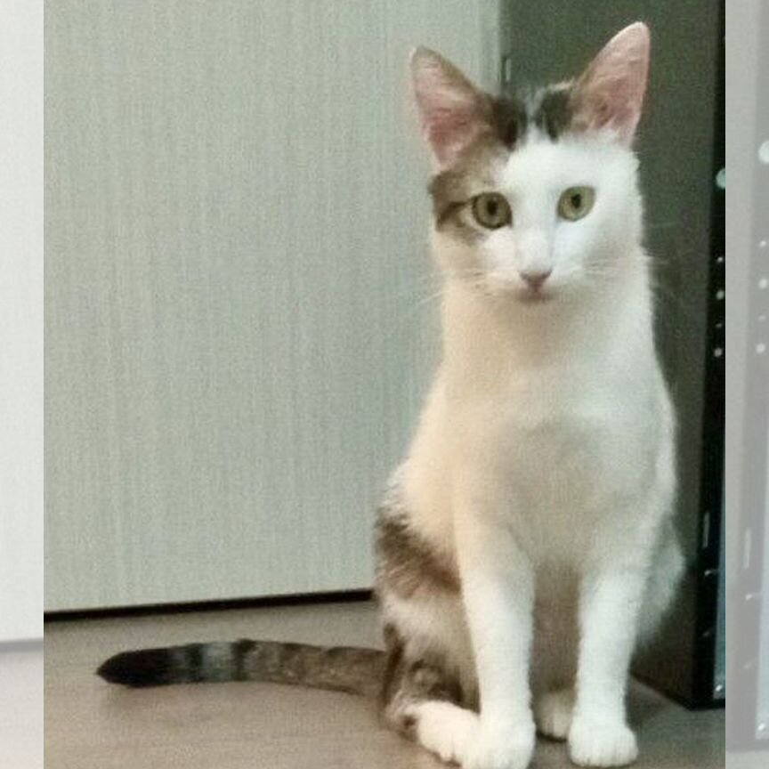 Тошенька славный котик в дар
