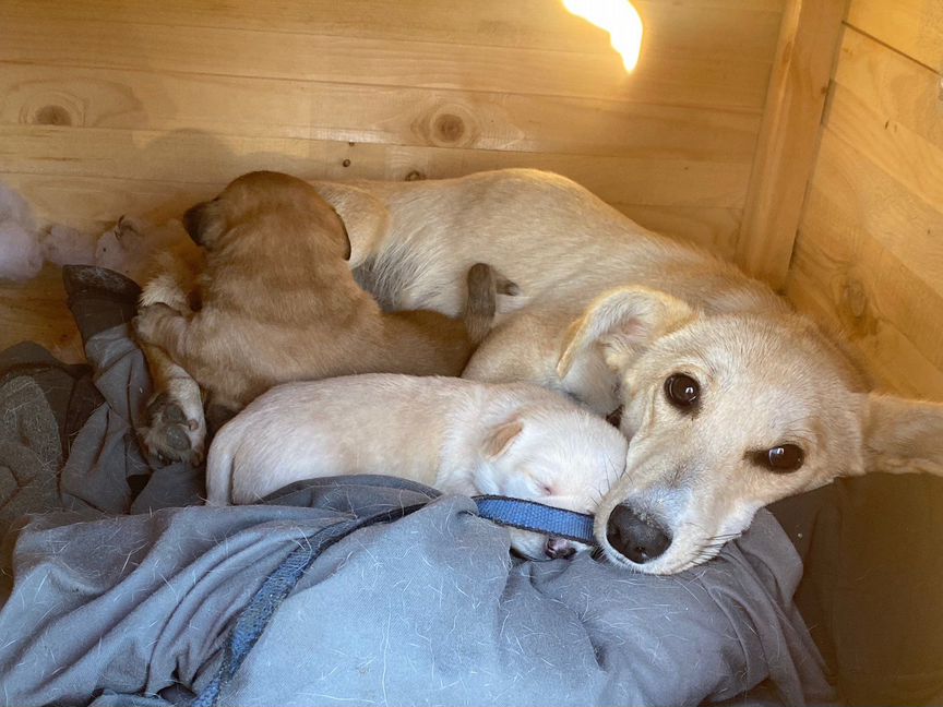 Щенки 1,5 месяца