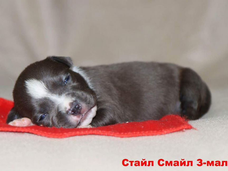 Голубой амстаффик пет-класса. Питомник