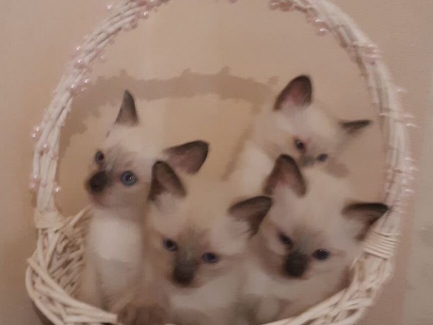 Сиамские котята