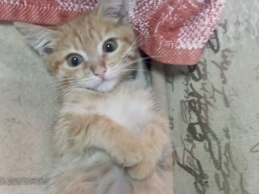 Рыжий котёнок в добрые руки