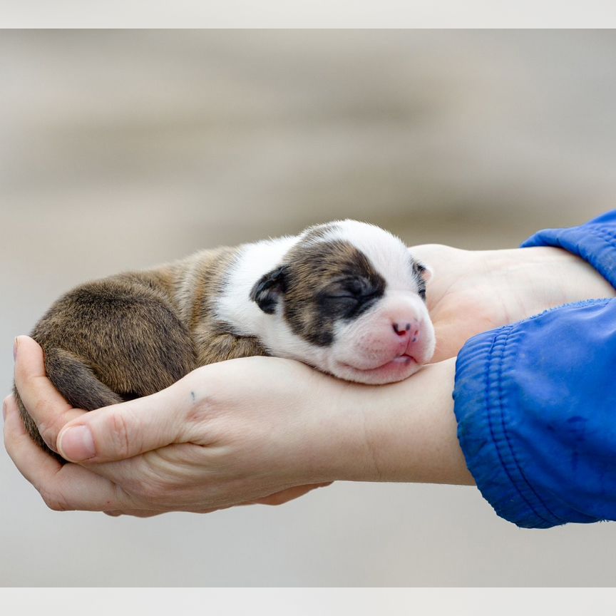 Американский стаффордширский терьер, щенок