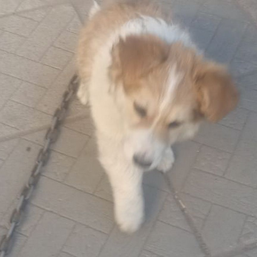 Щенок в добрые руки