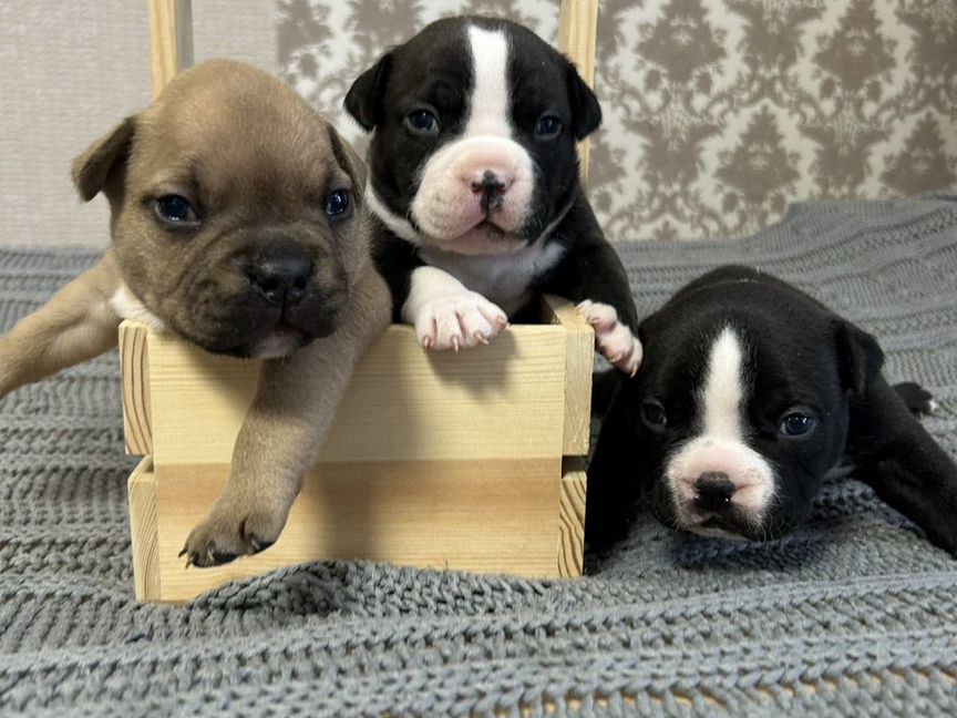 Американский булли покет