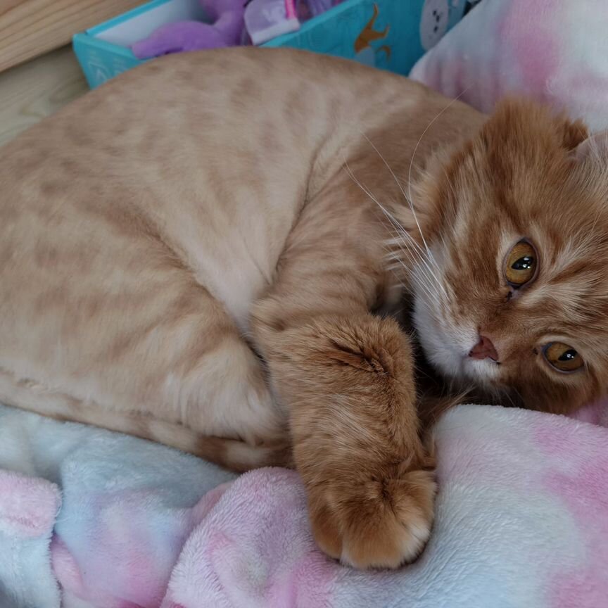 Взрослый кот в добрые руки