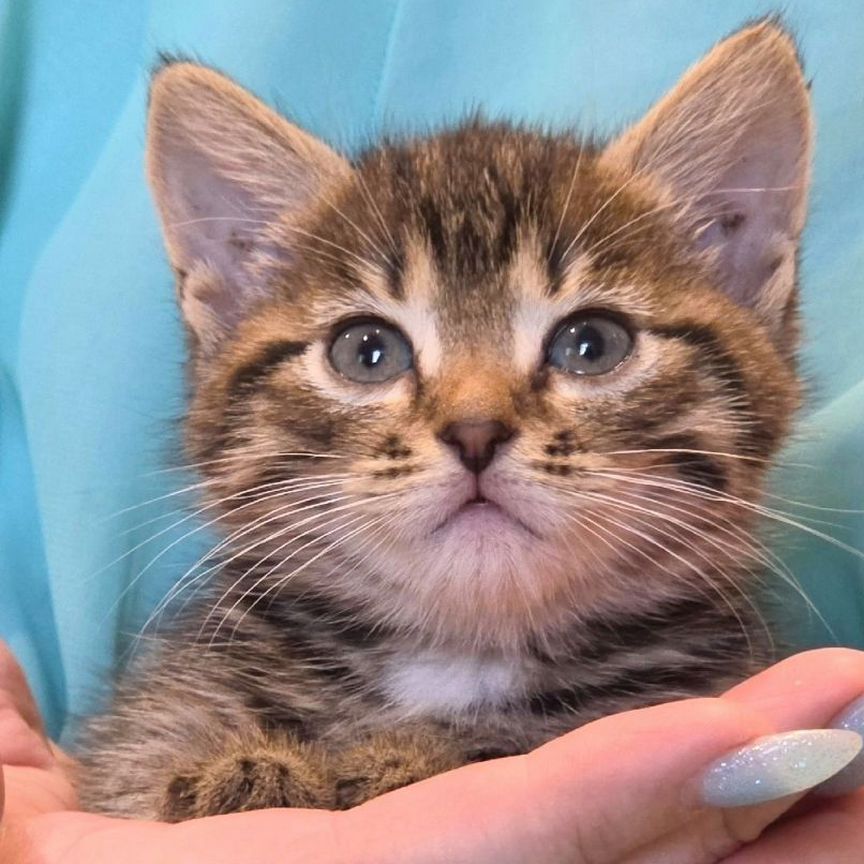 Европейский короткошёрстный котёнок