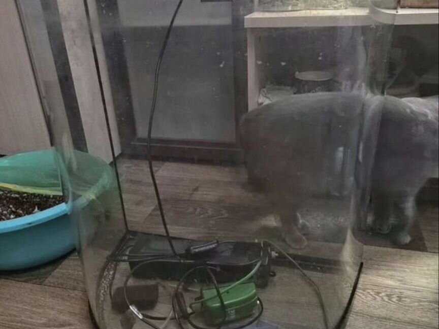 Аквариум тетра