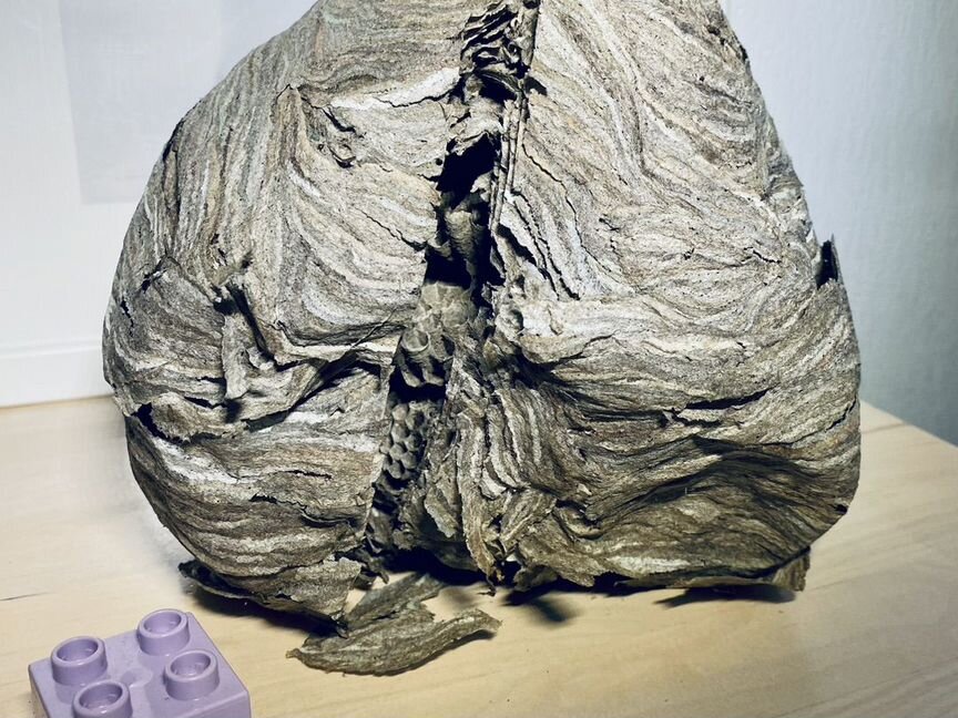 Осиное гнездо