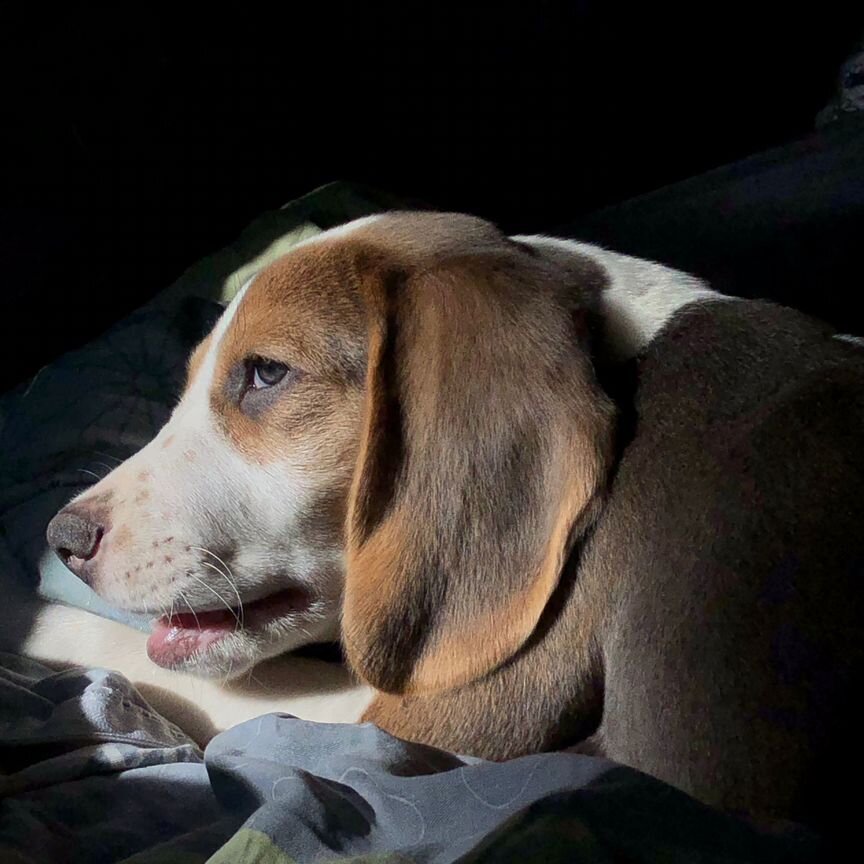 Эстонская гончая