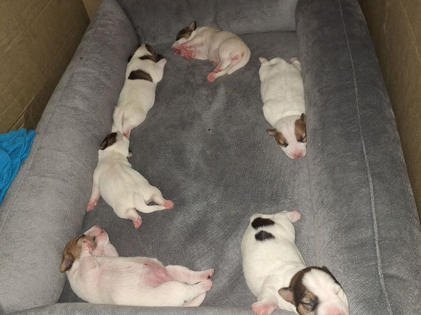 Щенки Джек Рассел Терьер