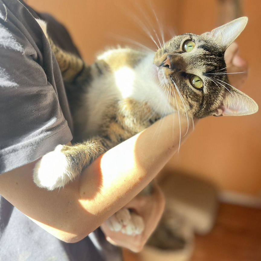 Красавчик ищет дом