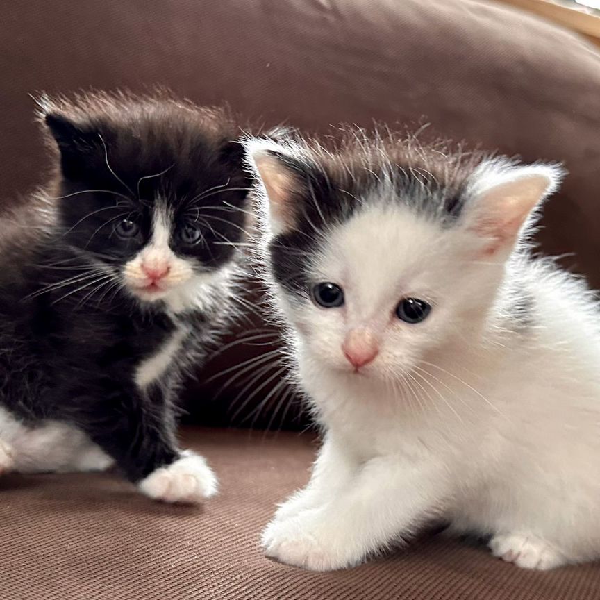 Котята с доставкой мальчики 1 мес