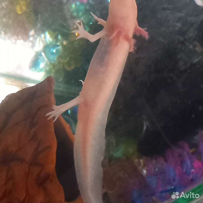 Аксолотль с аквариумом