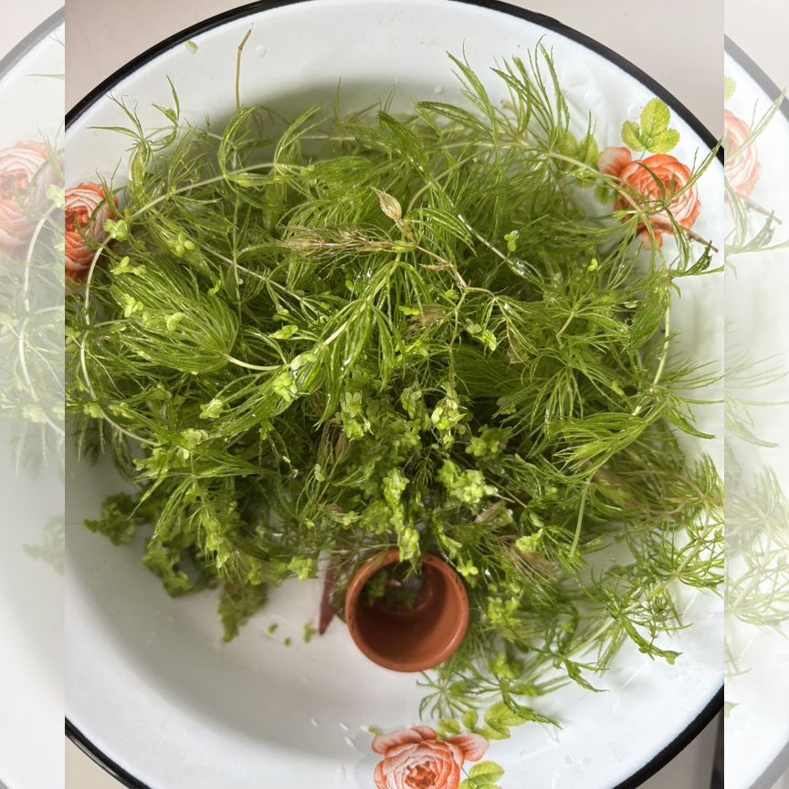 Роголистник для аквариума