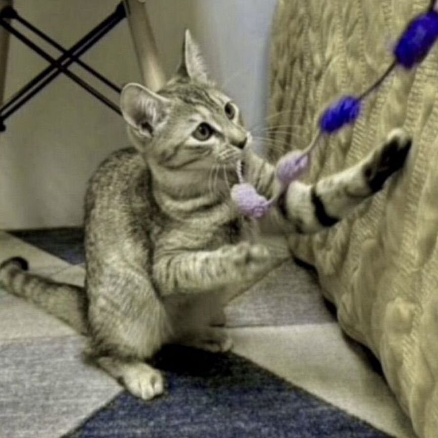 Взрослая, кошка в добрые руки