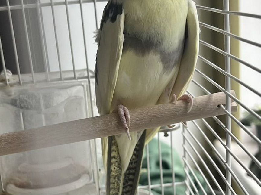 Попугай корелла мальчик