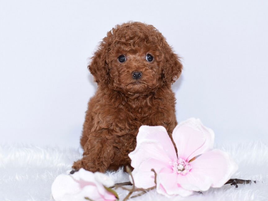 Мальтипу, мини мальтипу, той пудель