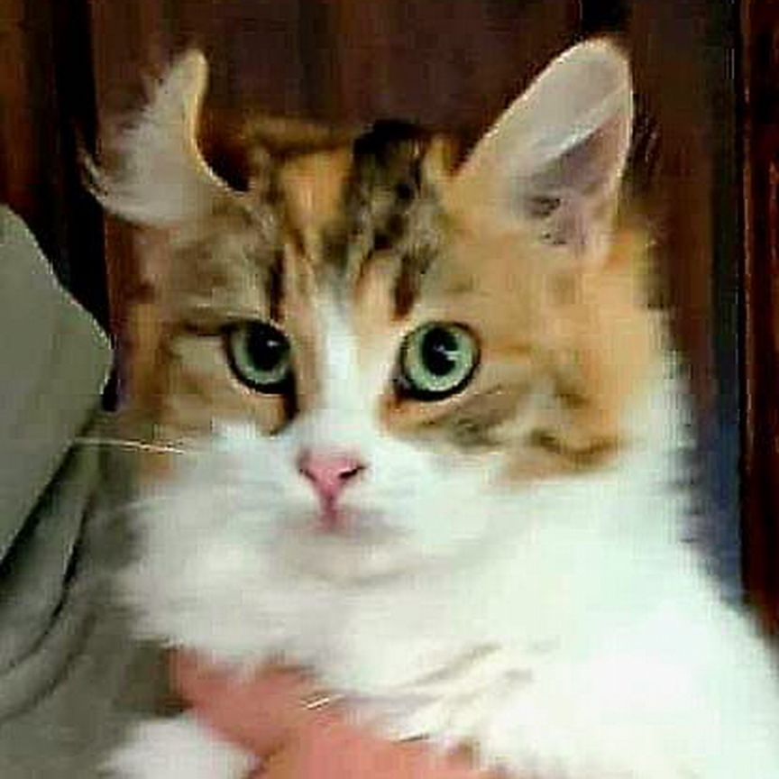 Пушистый котенок Милка в дар