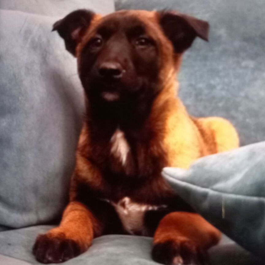 Бельгийская овчарка, щенок