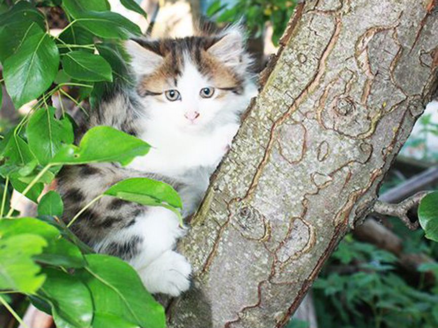 Котята