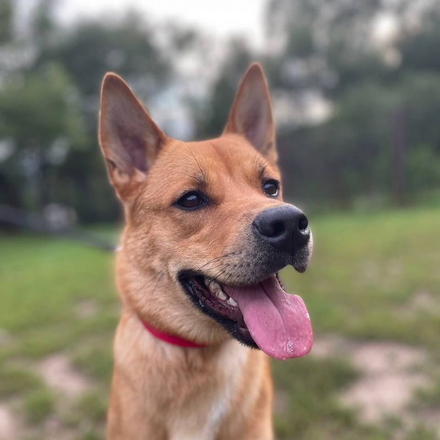 Щенок бесплатно в отвественные добрые руки