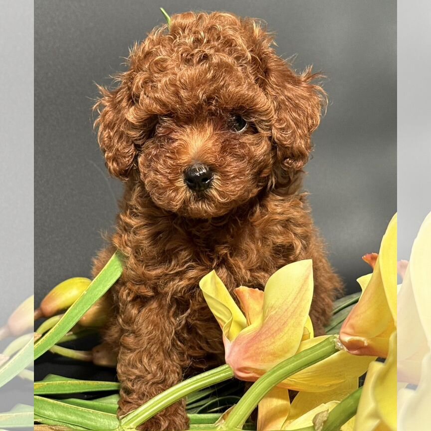 Той-пудель, щенок