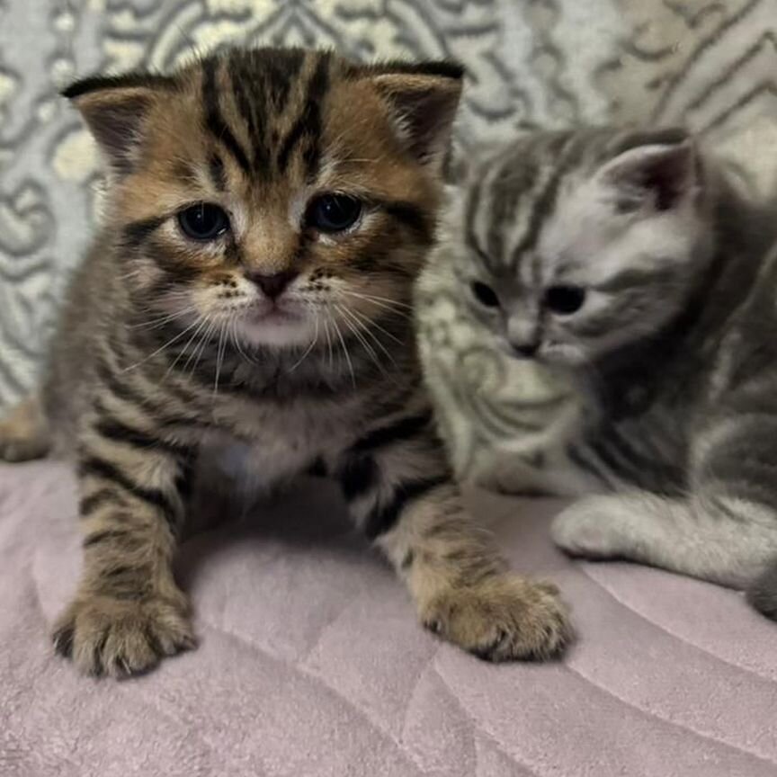 Продаются шотландские вислоухие котята