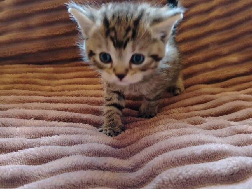 Британские котята