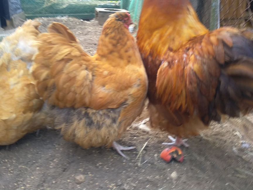 Куры Орпингтон инкуб.яйцо