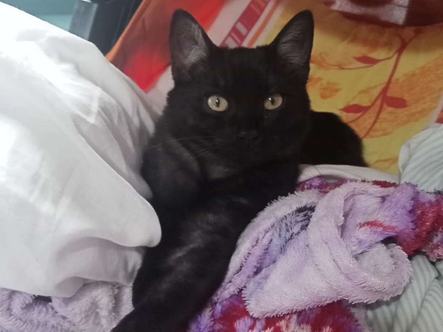 Мальчик, в хорошие ручки, бесплатно