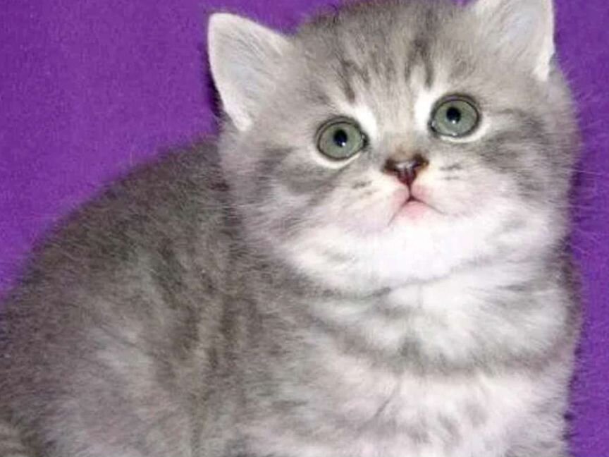 Шикарные Плюшевые Мишки)