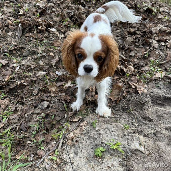 Кинг чарльз спаниель