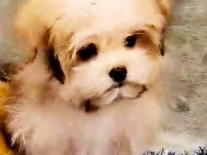 Сказочный Мальтипу