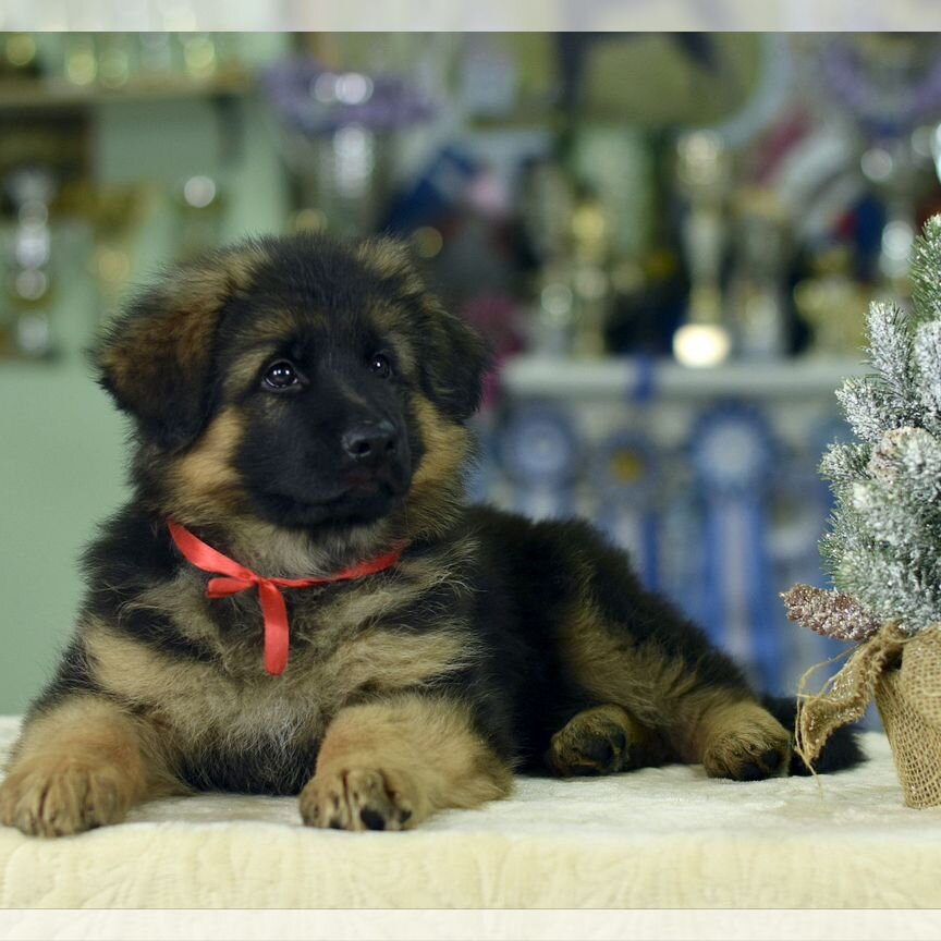 Щенки длинники