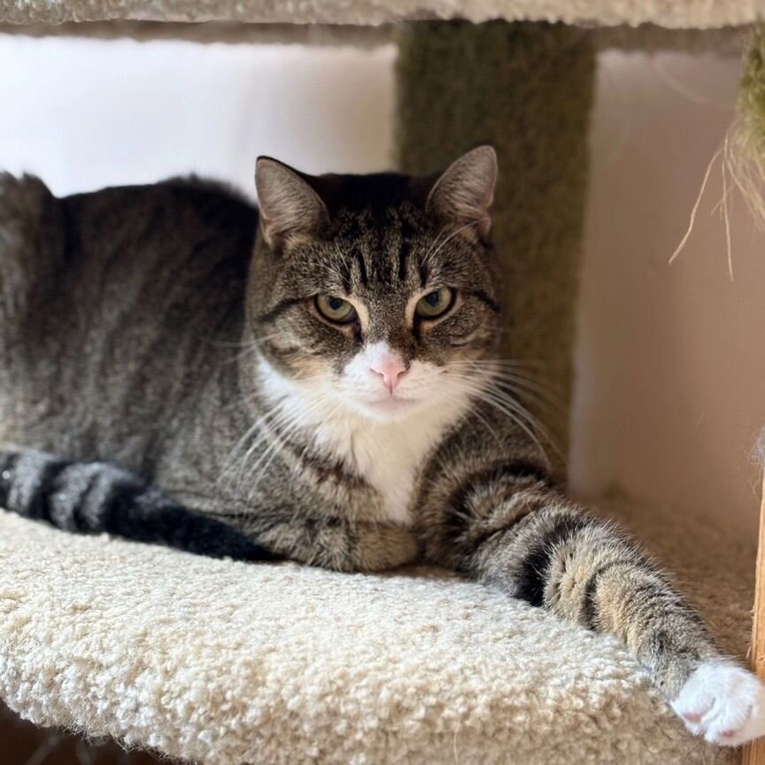 Шикарный кот Лёша ищет дом