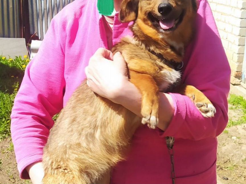 Собаки бесплатно в добрые руки