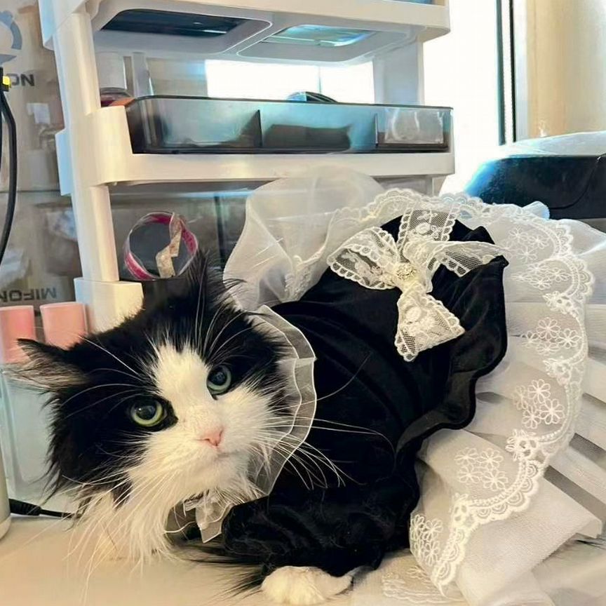 Сибирский кот