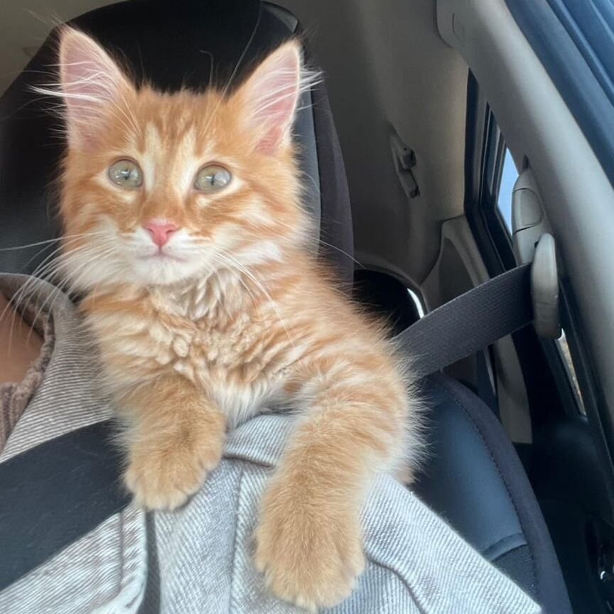 Рыжий котенок 2,5 месяца