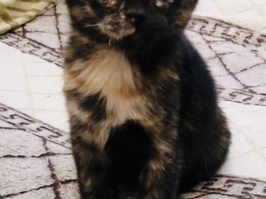 Котенок девочка черепашка
