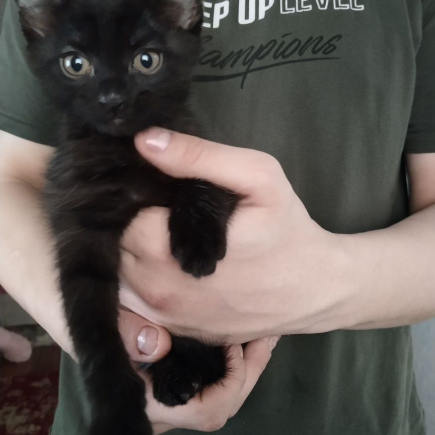Котята в добрые руки приучены к лотку девочки