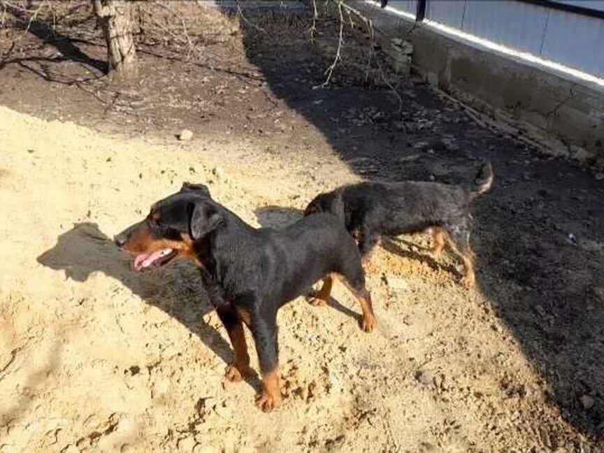 Немецкий ягдтерьер на вязку