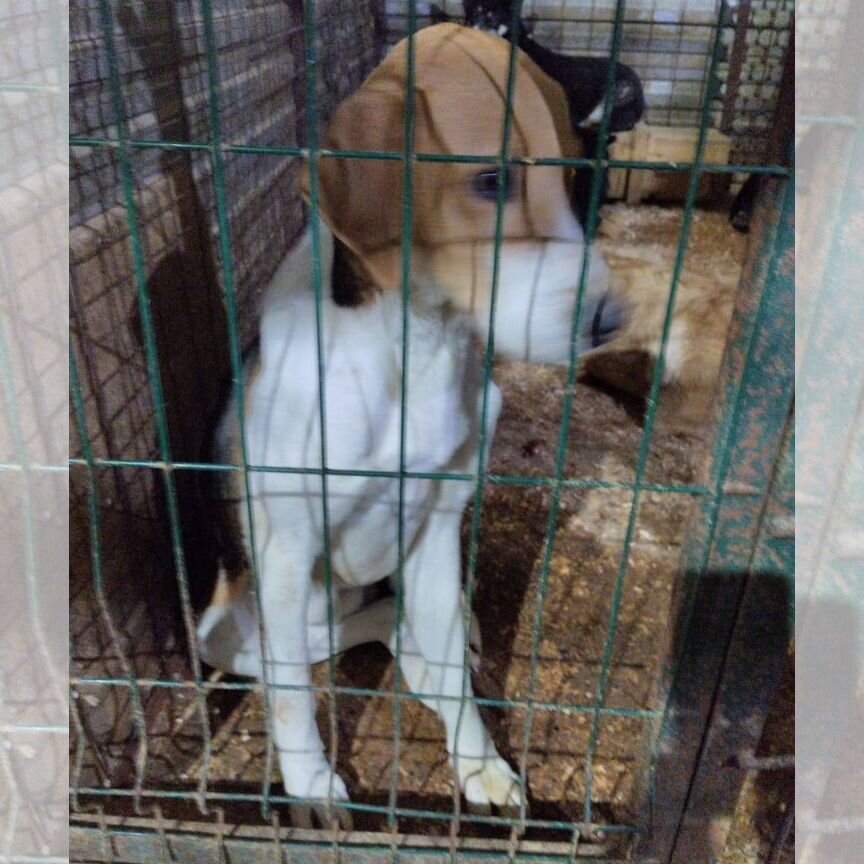 Русская пегая гончая, взрослый пёс