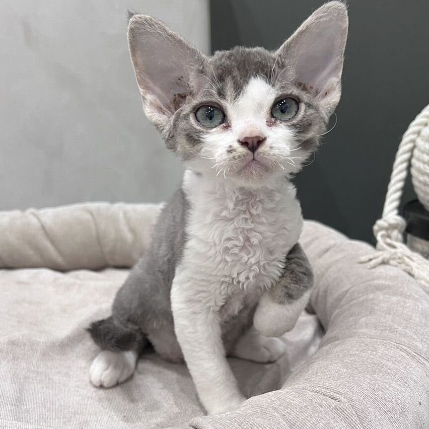 Котёнок породы Девон рекс доступен к резерву