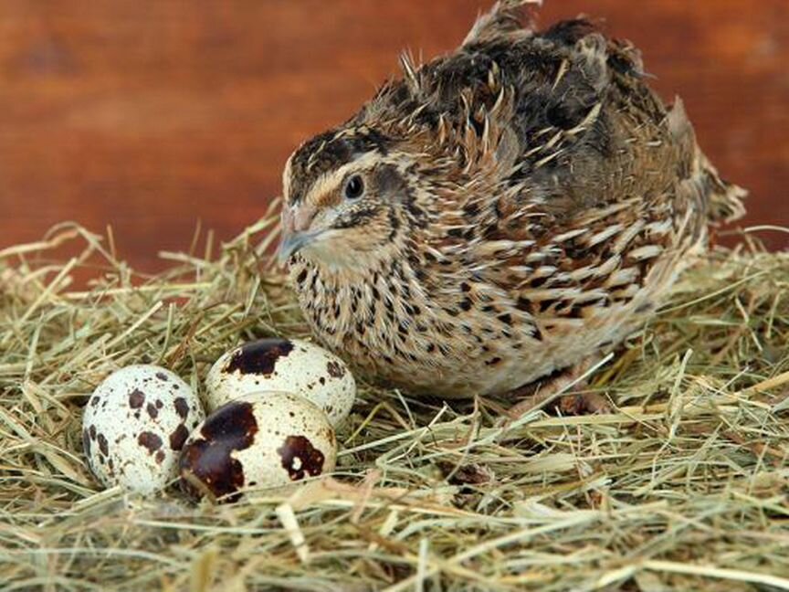 Перепела. Клетка с перепелами. На подарок близким