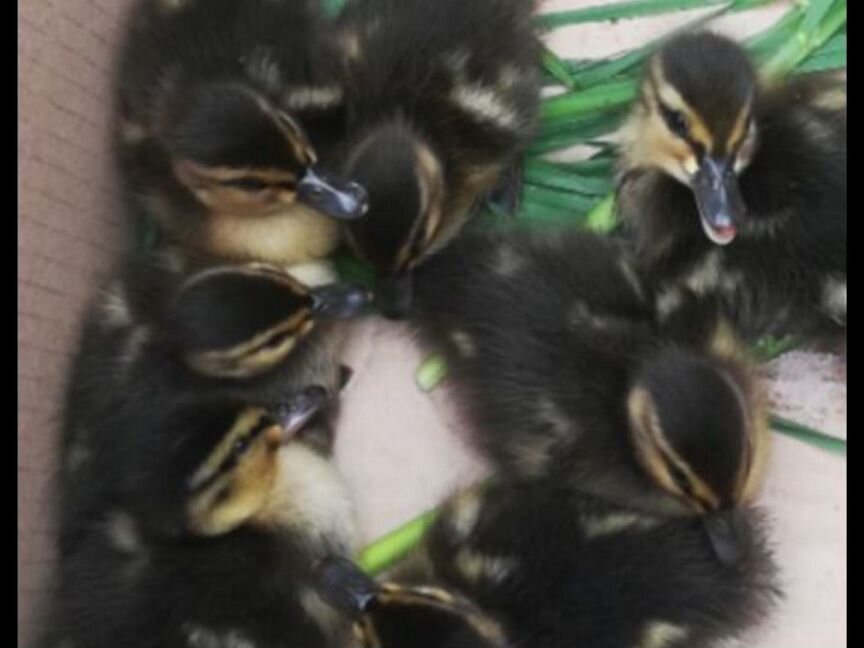 Дикие утята